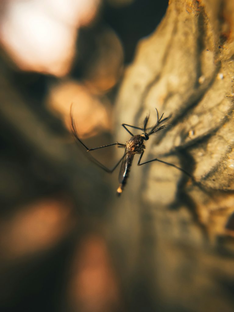 Mosquito nets - Climate Action Accelerator